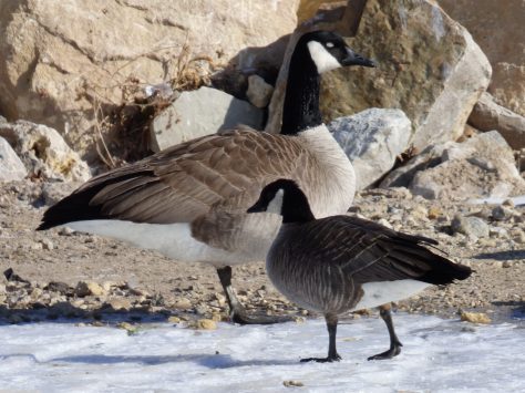 Geese of Florida (11 Species) | Badgerland Birding
