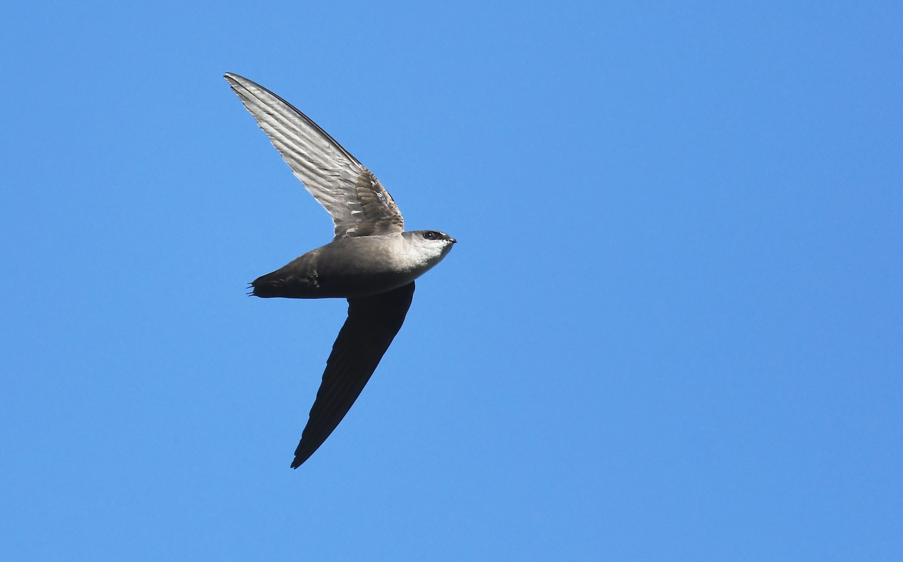 Swifts of Indiana (1 Species to Know) | Badgerland Birding