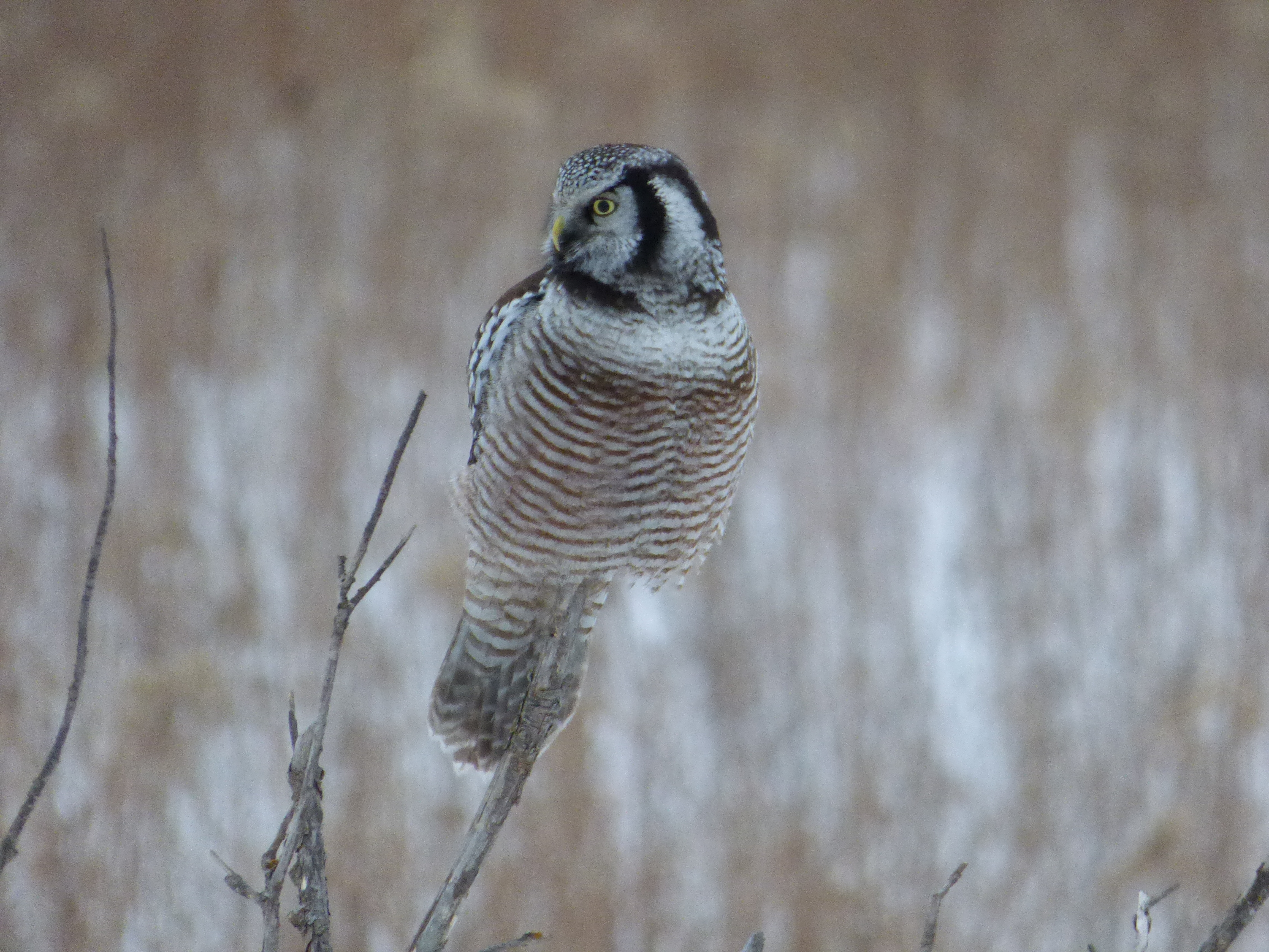 hawk-owl | Badgerland Birding