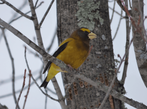 Grosbeaks of Massachusetts (4 Species to Know) | Badgerland Birding