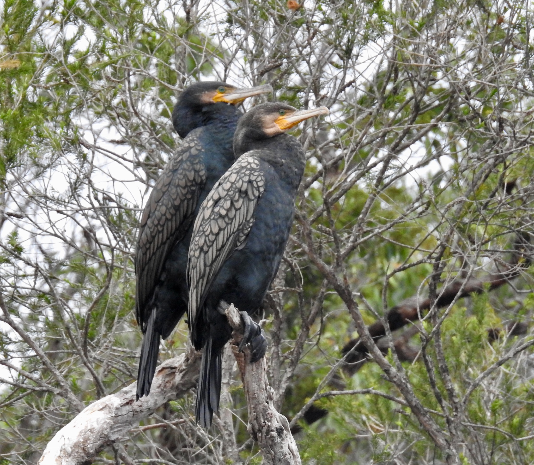 Cormorants of Georgia (3 Species to Know) | Badgerland Birding
