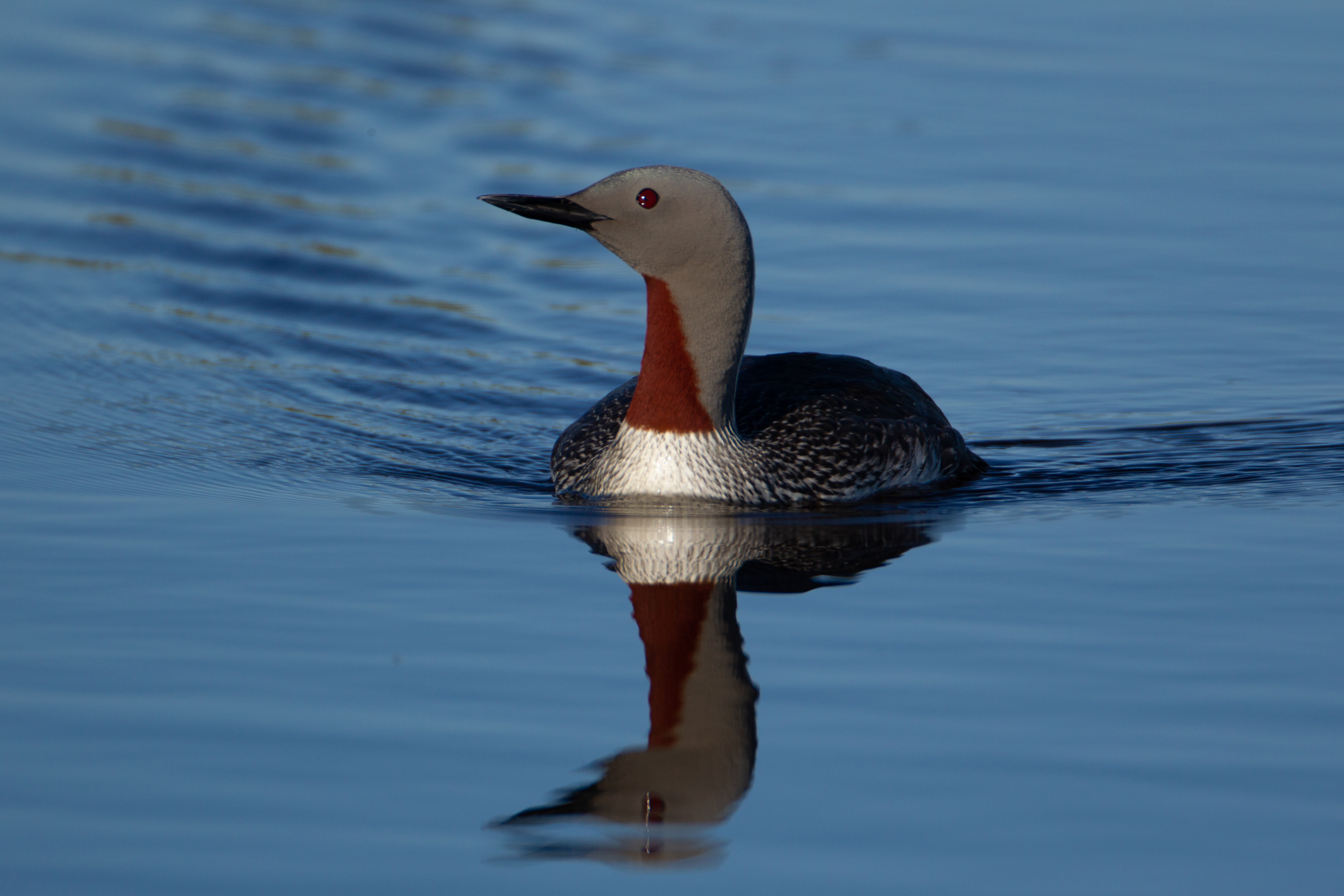 Red-throated loon approach | Badgerland Birding