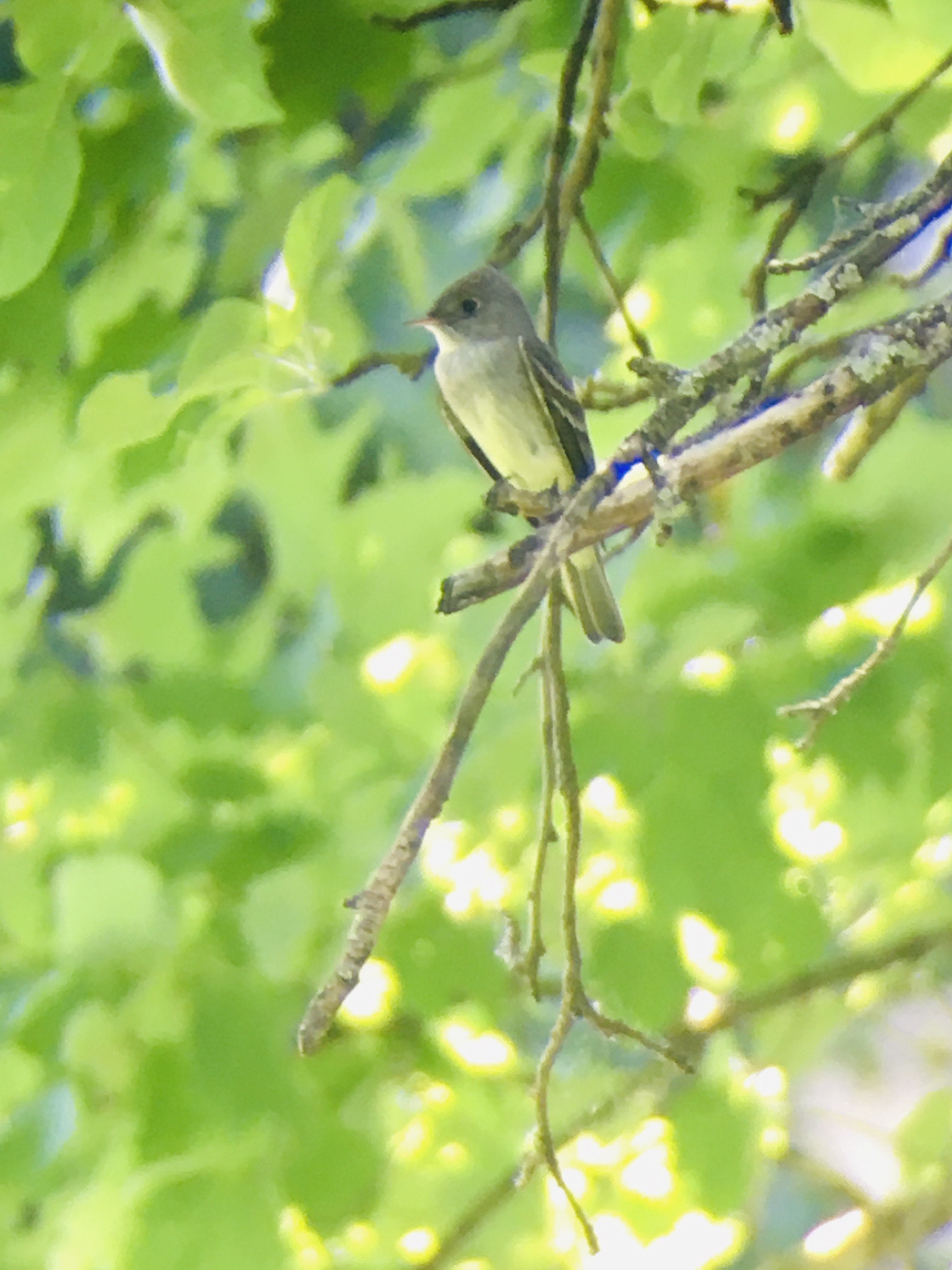 Badgerland Birding Migration Madness Photo Contest Finalists Announced ...