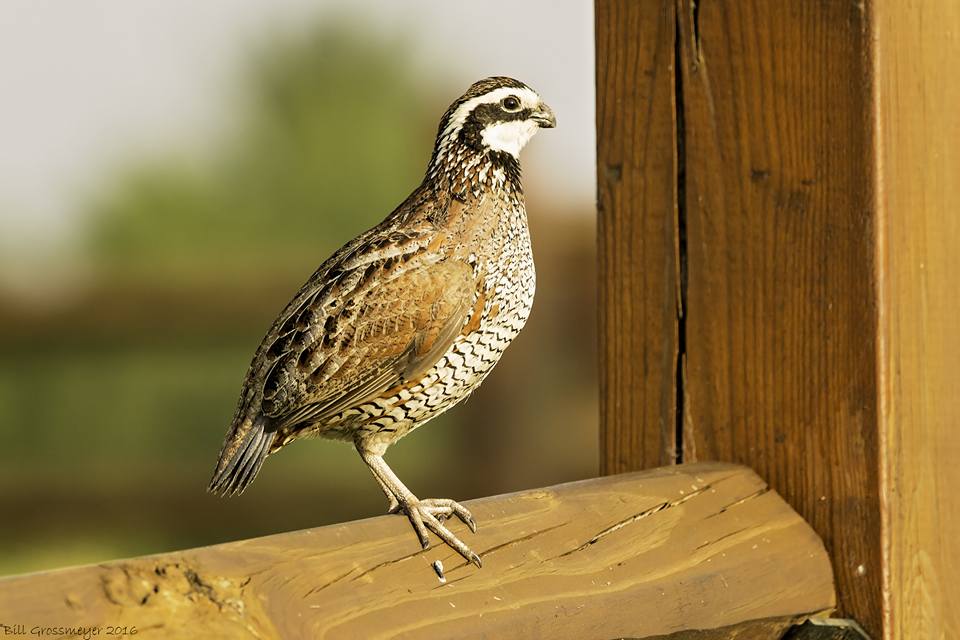 Quail of Michigan (1 Species to Know) | Badgerland Birding